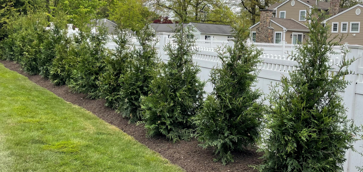 Evergreen Hedges In Nj